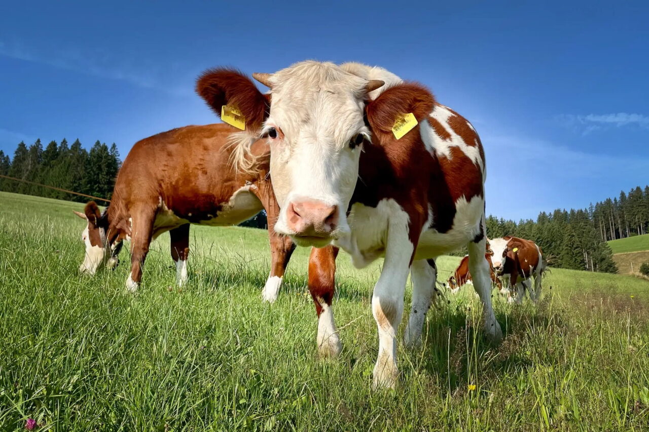 Heu-Abo: Frisches Bergwiesenheu - Schwarzwaldheu